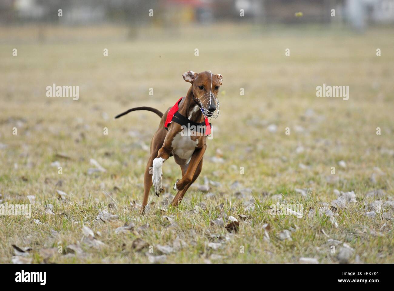 Azawakhs hi-res stock photography and images - Alamy