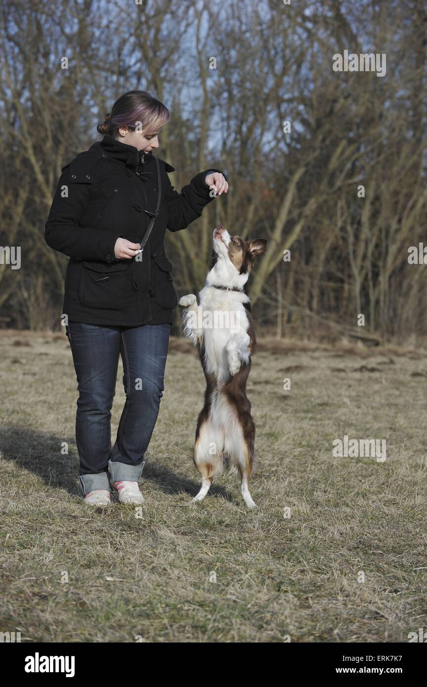 Border Collie shows trick Stock Photo - Alamy