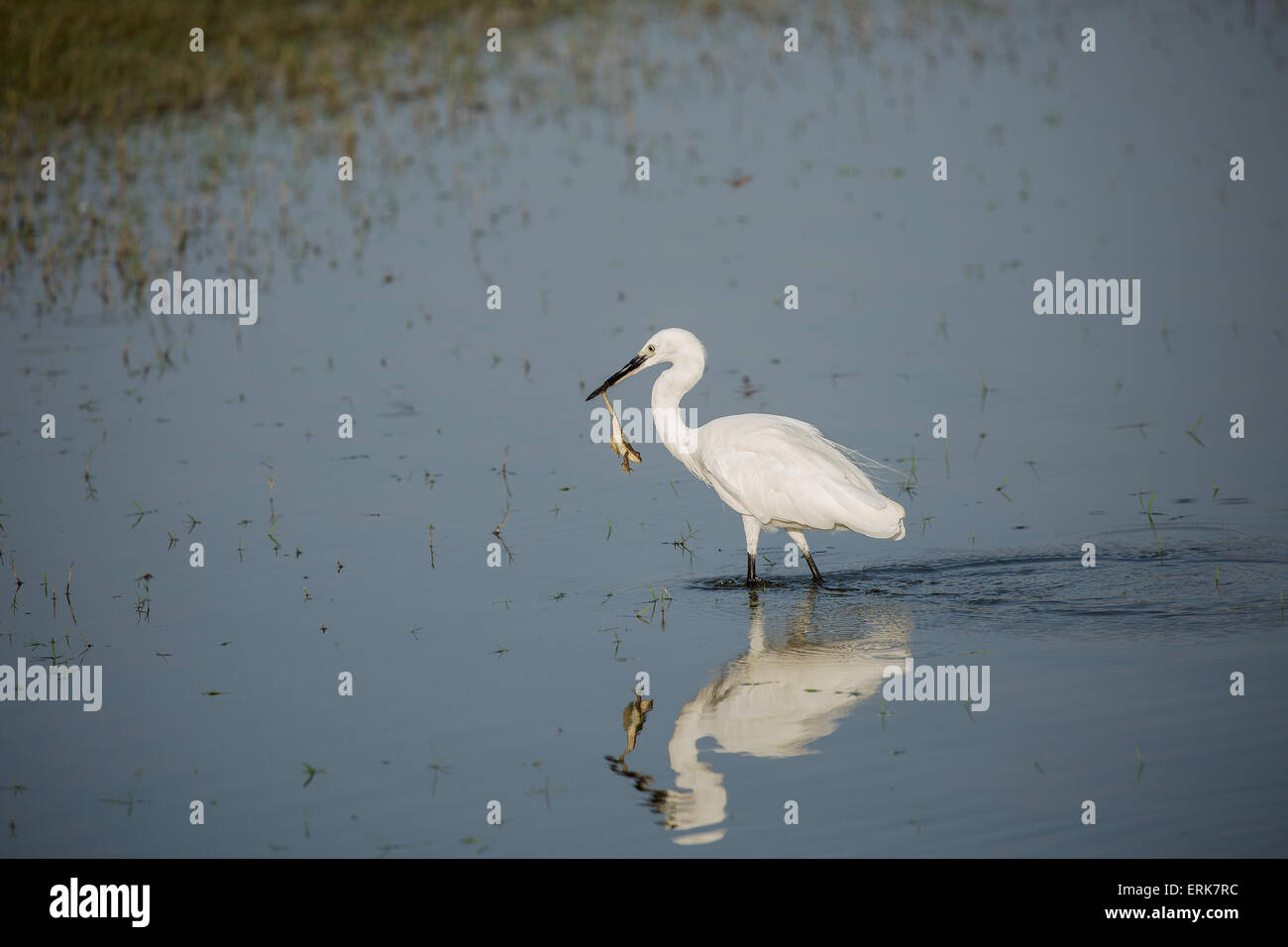 Indian flying frog hi-res stock photography and images - Alamy