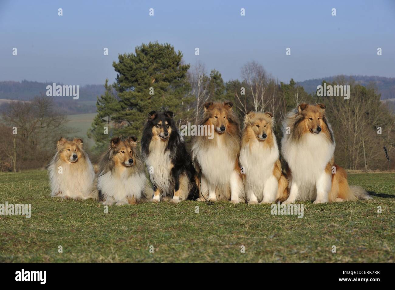 Tricolored collies hi-res stock photography and images - Alamy