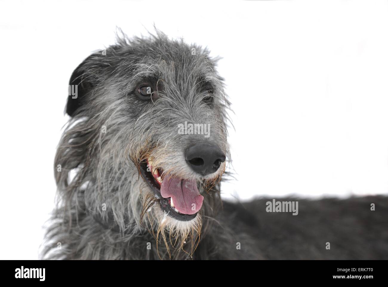 Scottish deerhounds hi-res stock photography and images - Alamy