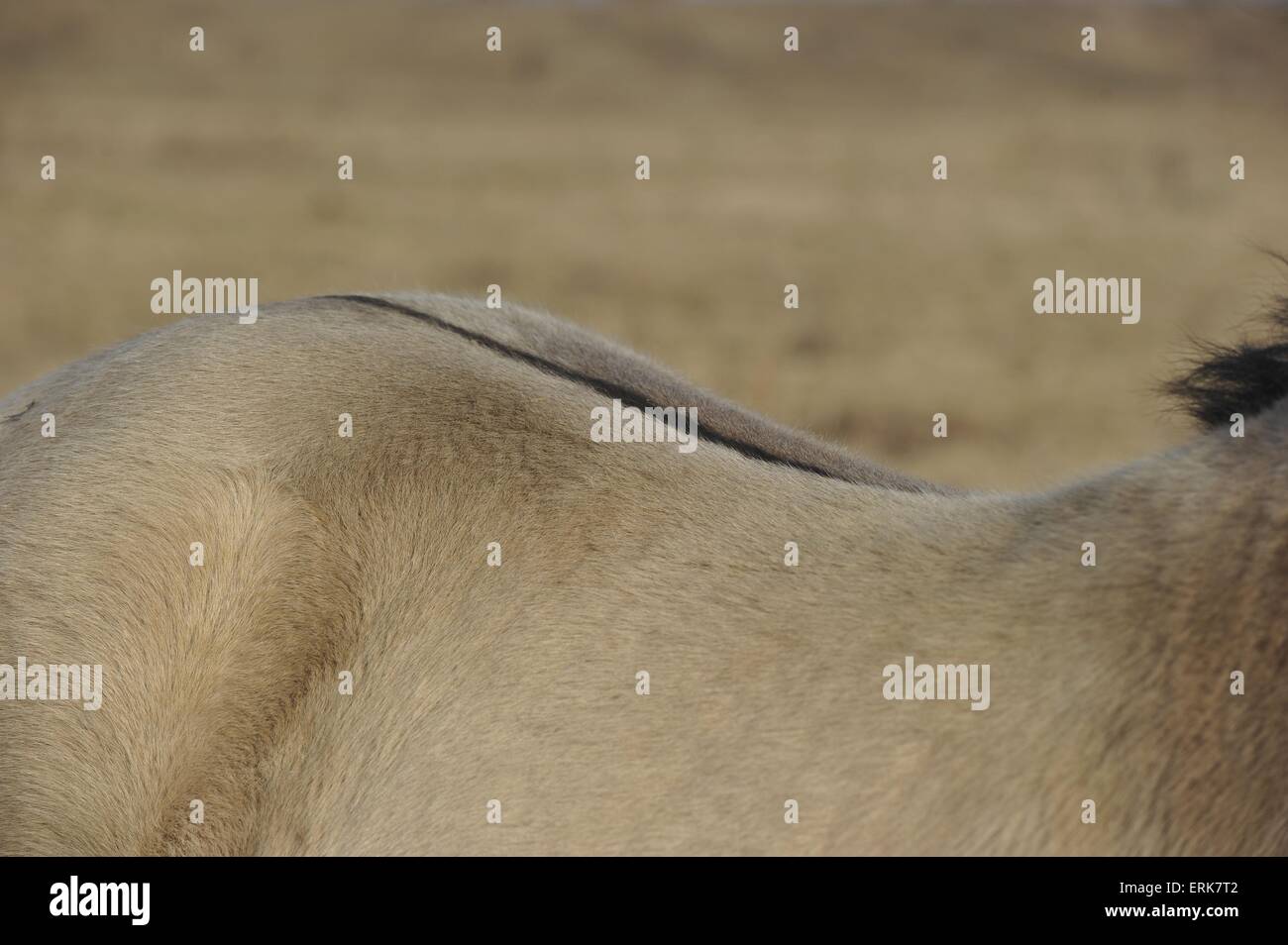 Rear view back horse hi-res stock photography and images - Alamy