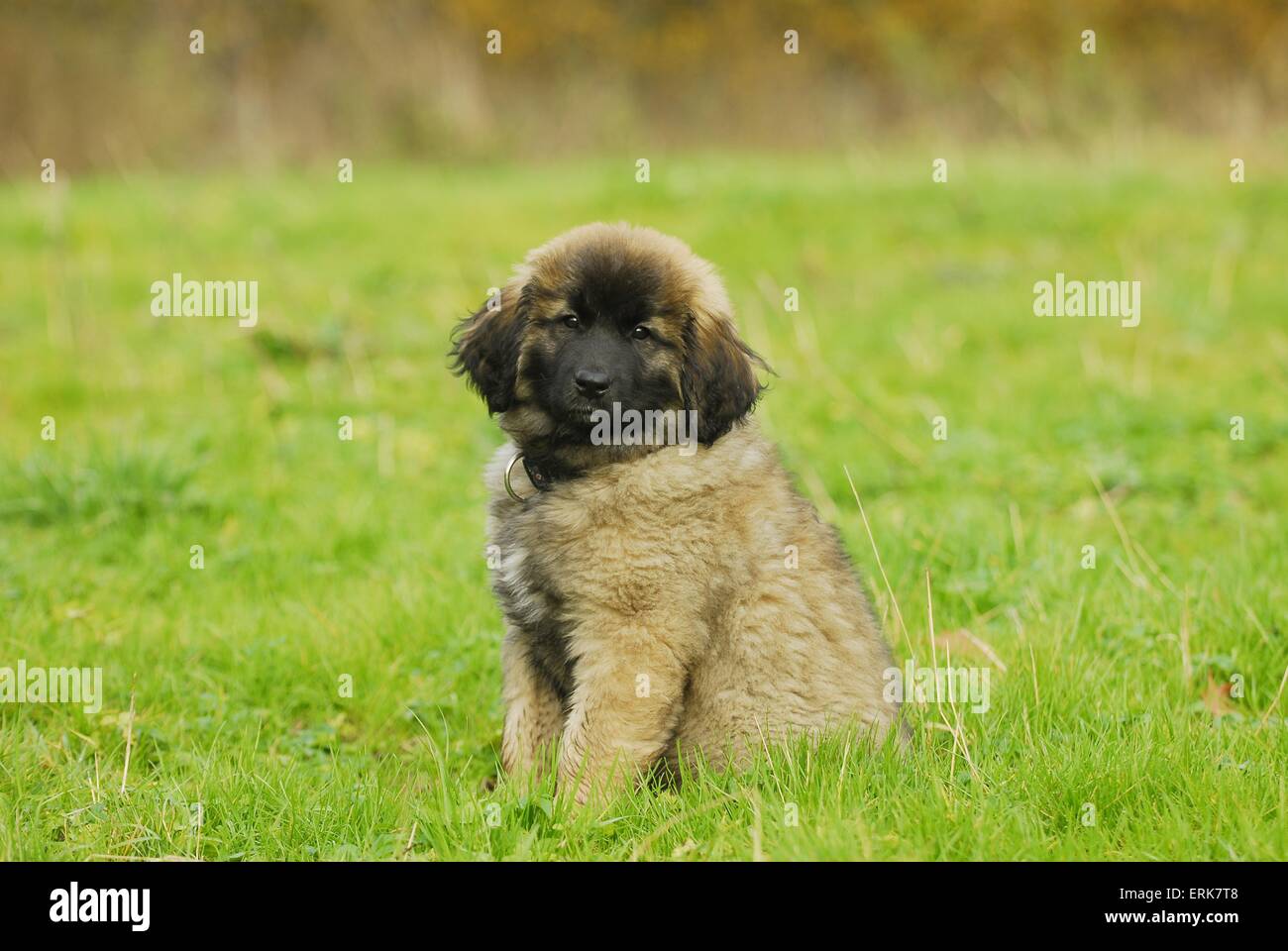 Leonberger Con Bebe