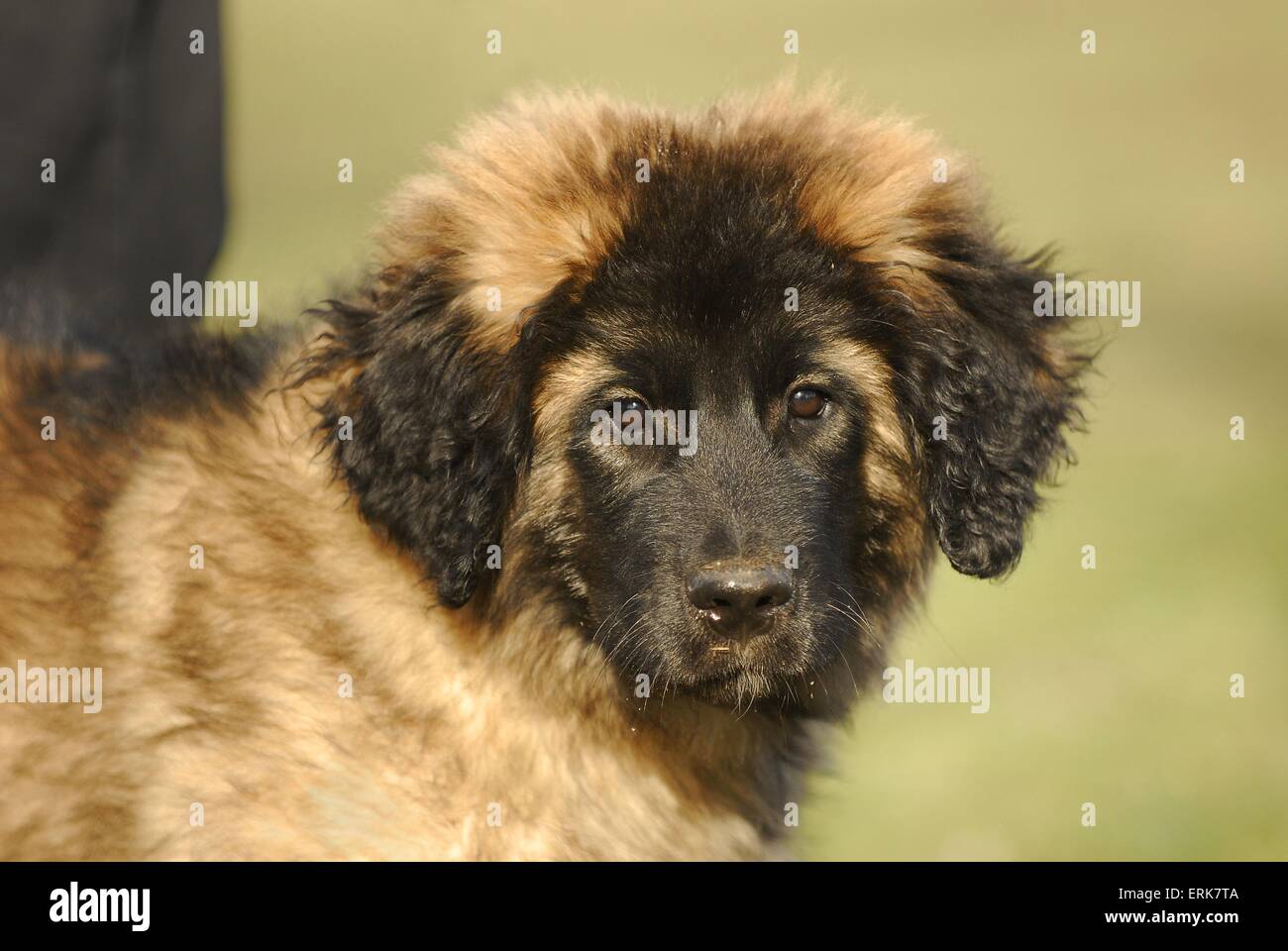 Dog leonberger hi-res stock photography and images - Alamy