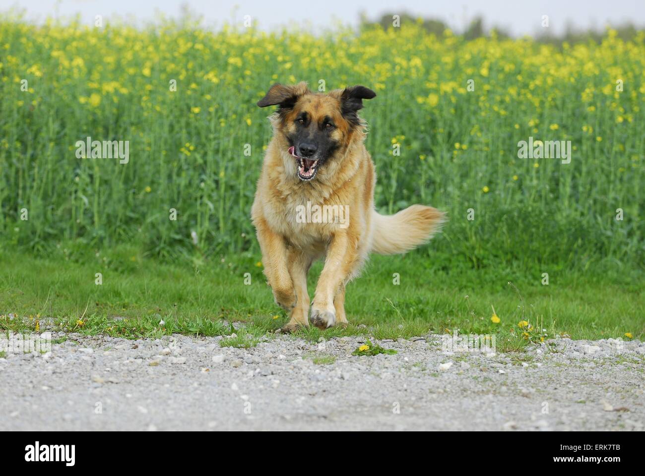 Leonberger dog hi-res stock photography and images - Alamy