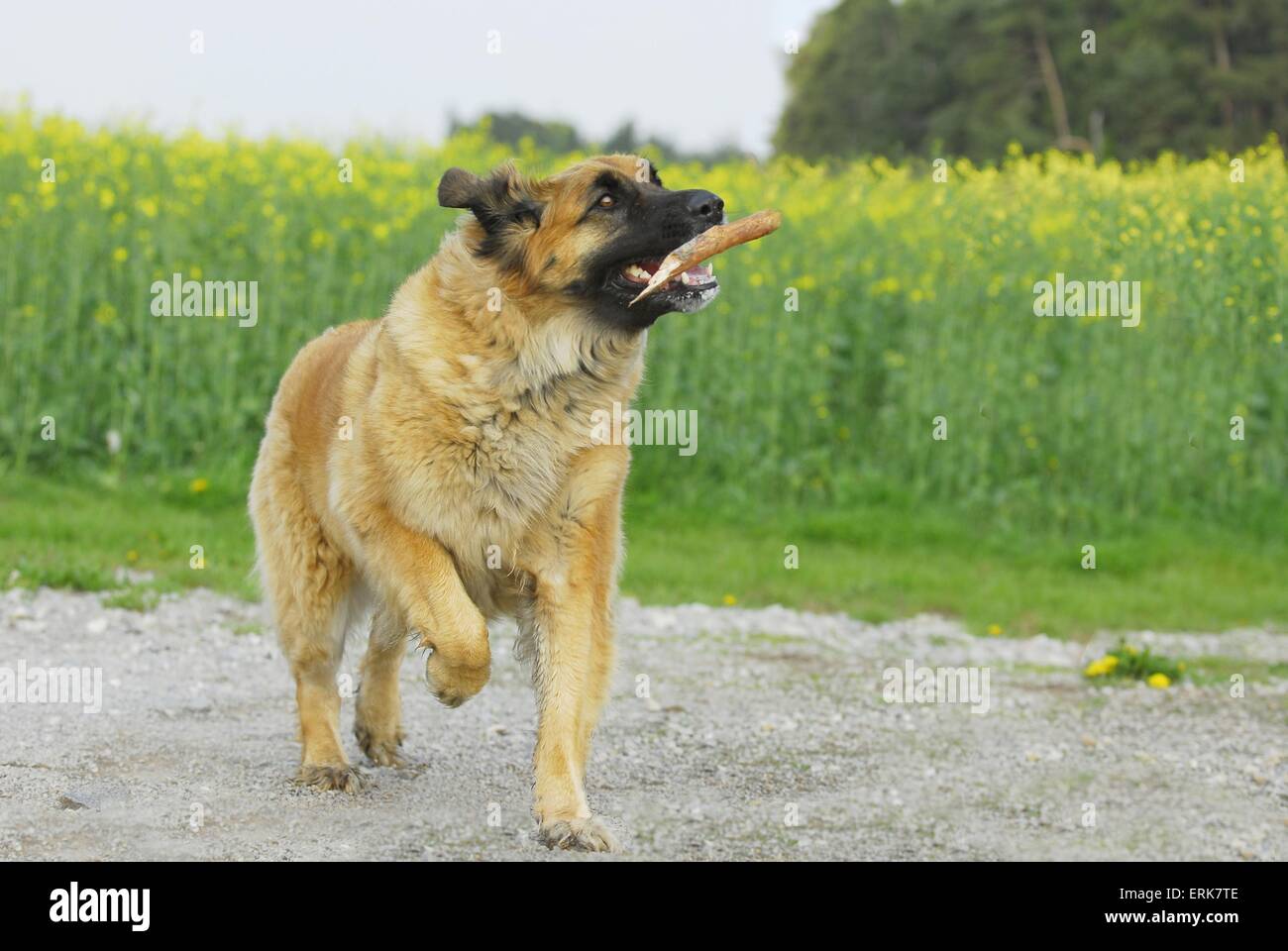 Leonberger running hi-res stock photography and images - Alamy