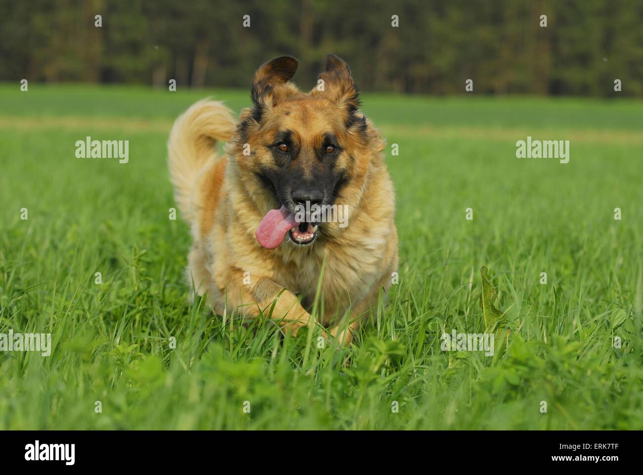 Leonberger running hi-res stock photography and images - Alamy