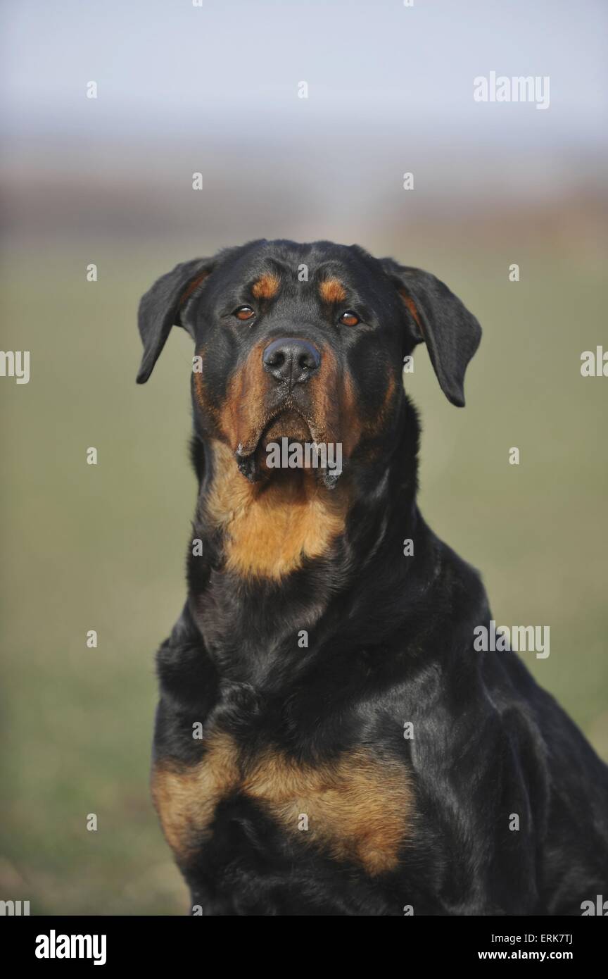 Black and tan rottweiler hi-res stock photography and images - Alamy