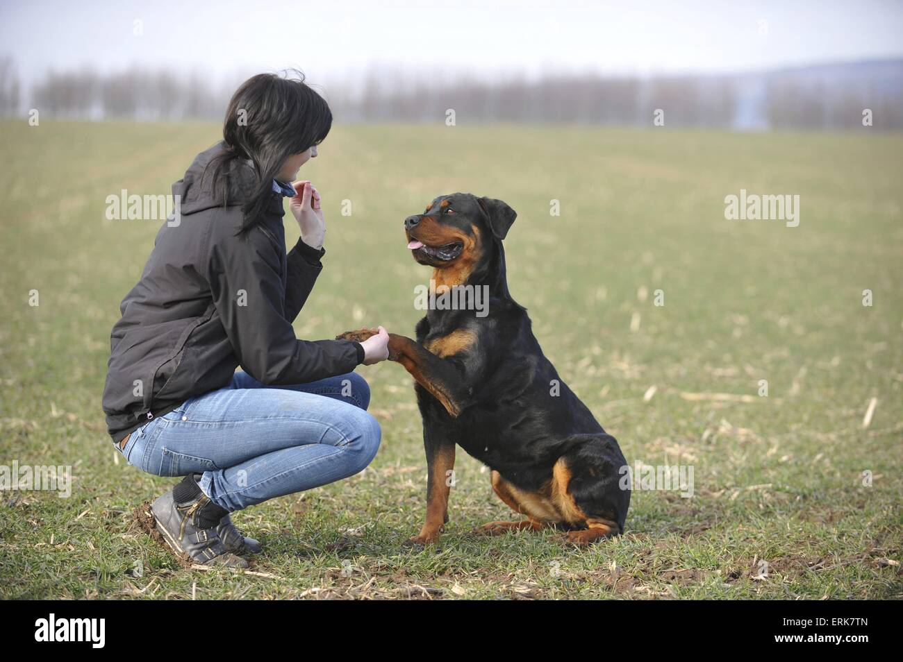 Female rottweiler hi-res stock photography and images - Alamy