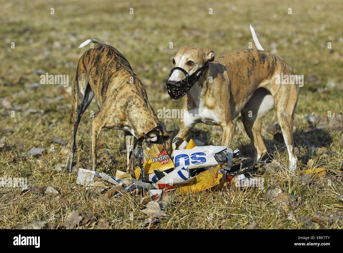 Coursing hounds hi-res stock photography and images - Alamy