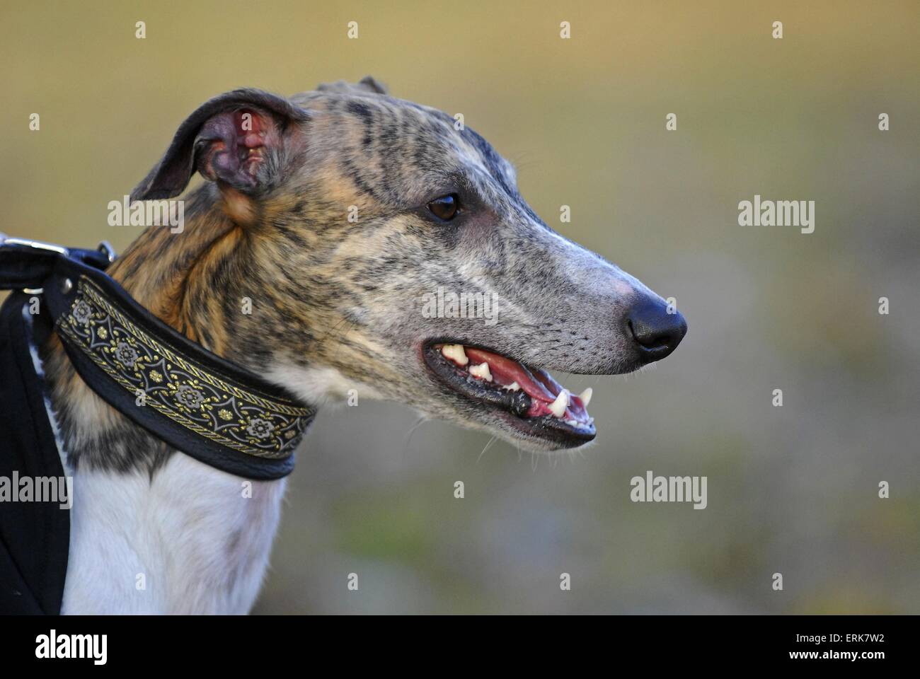 Sighthound portrait hi-res stock photography and images - Alamy
