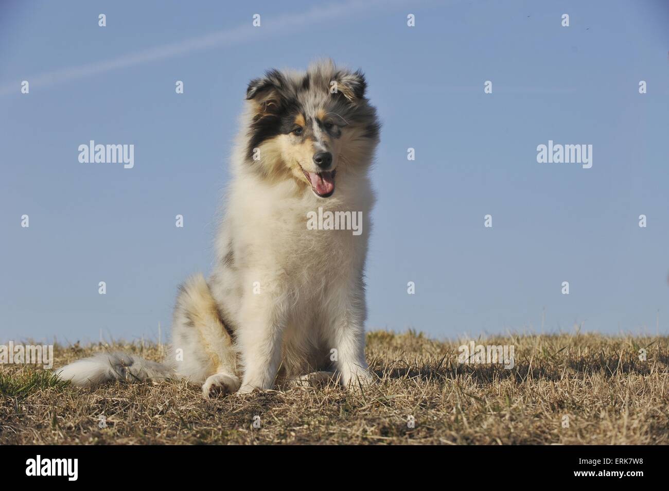 longhaired Collie Puppy Stock Photo - Alamy