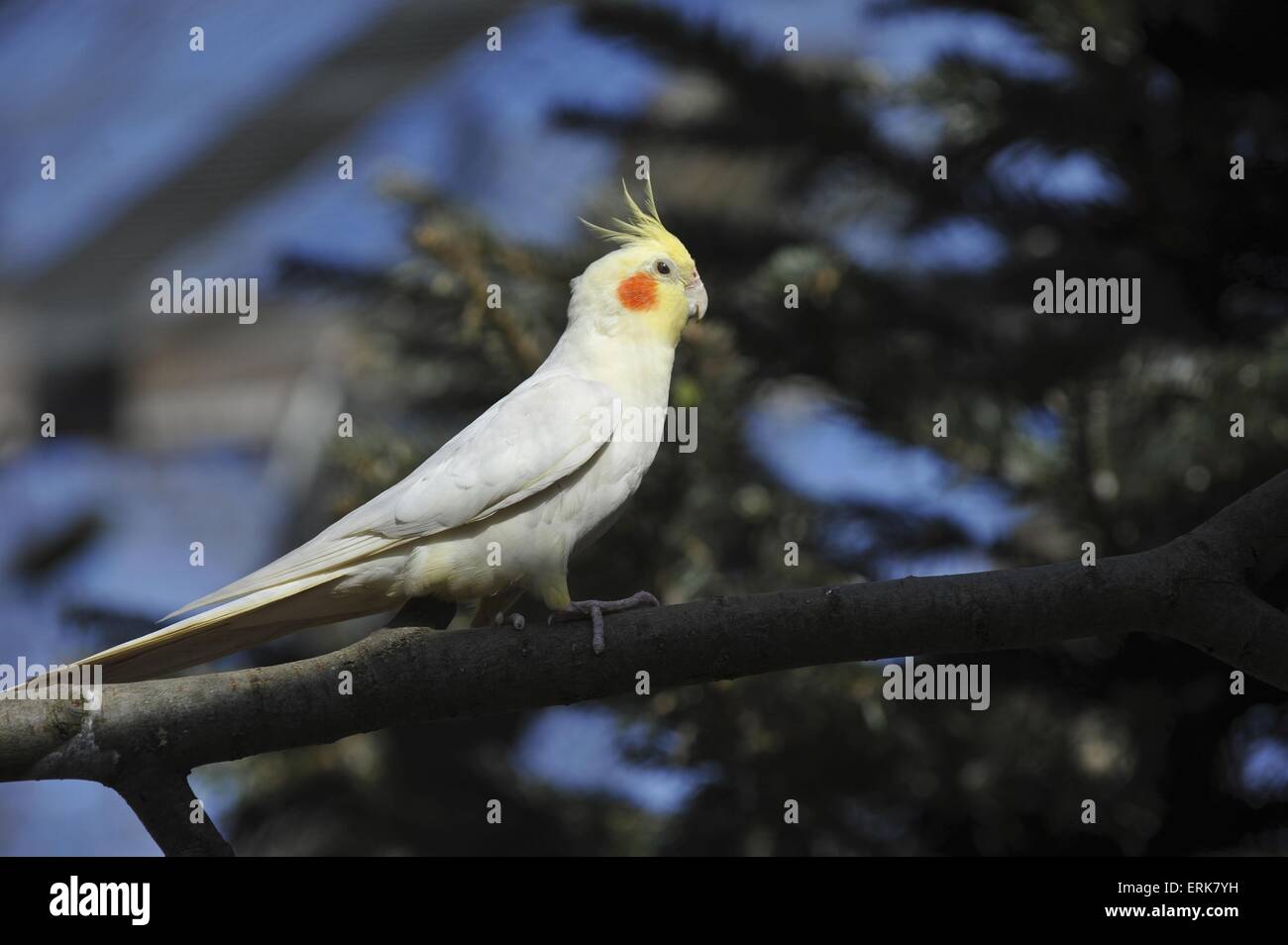 Cockatiel birds hi-res stock photography and images - Alamy
