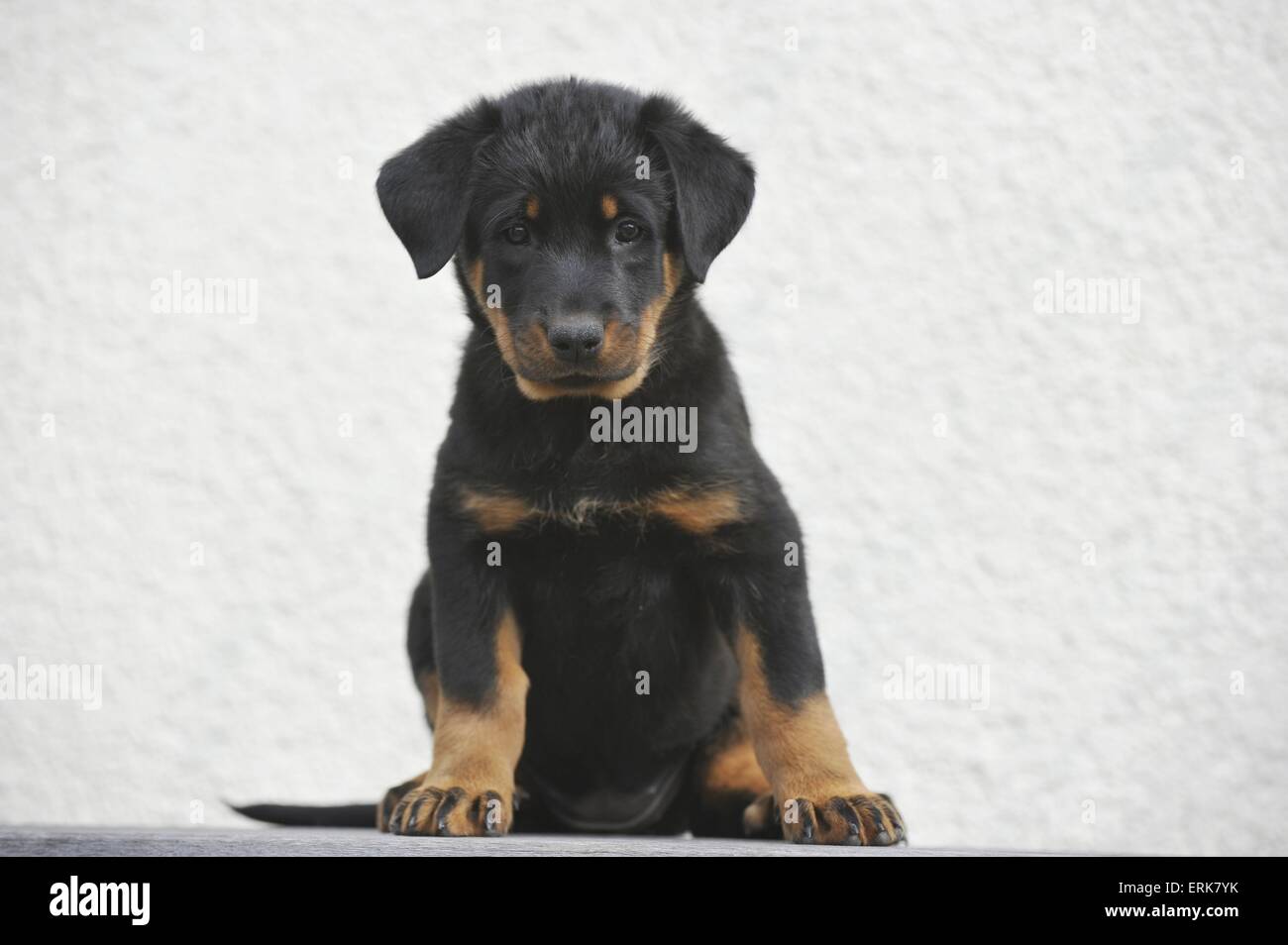 Beauceron Dog High Resolution Stock Photography and Images - Alamy