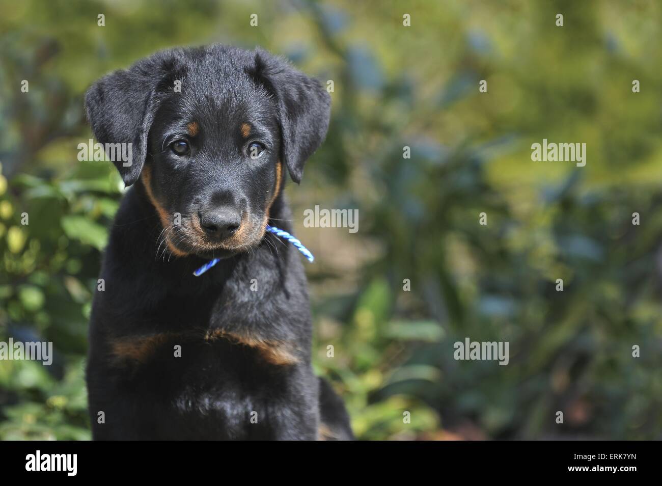 Beauceron dogs hi-res stock photography and images - Alamy