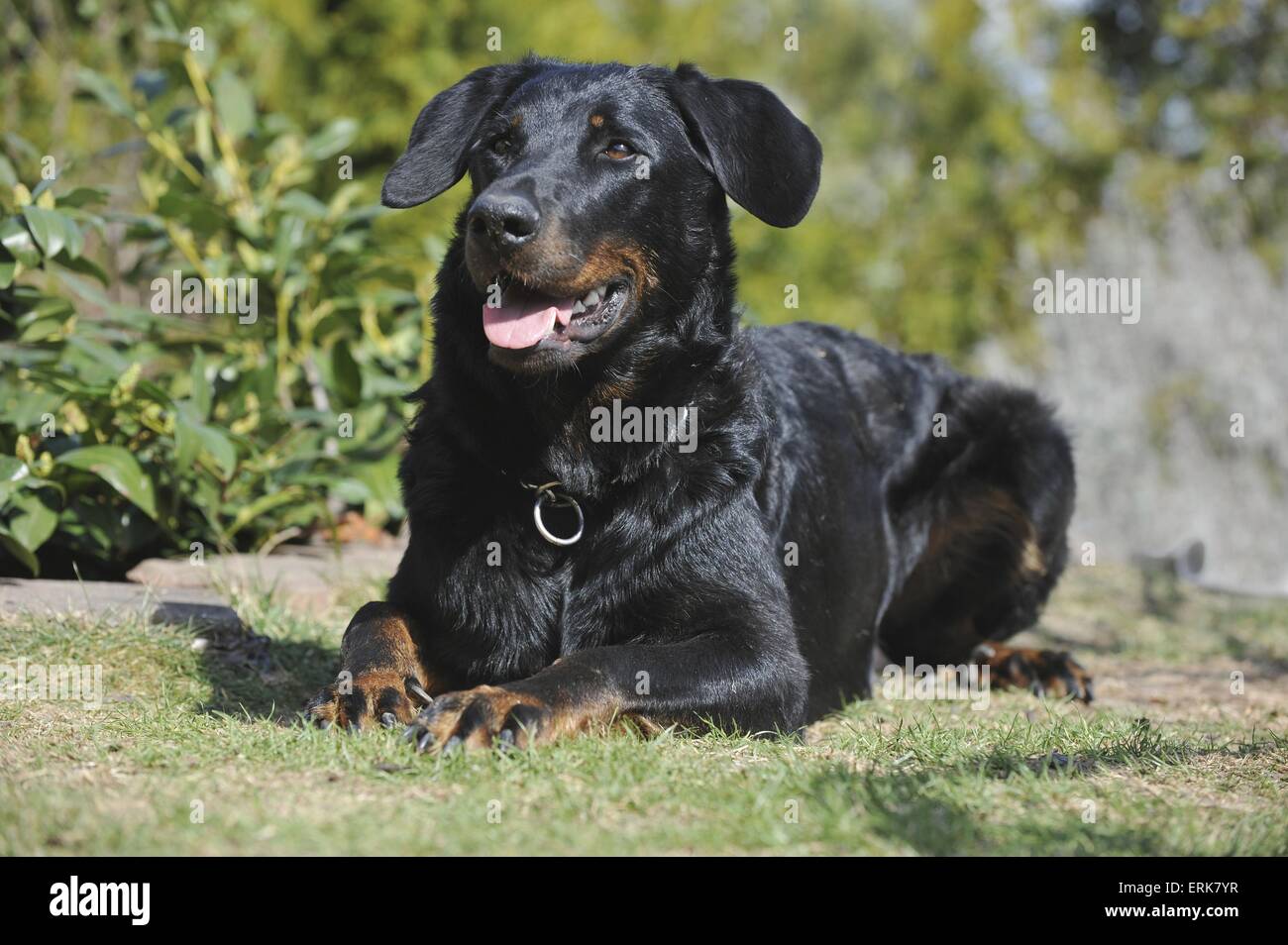 Beauceron hi-res stock photography and images - Alamy