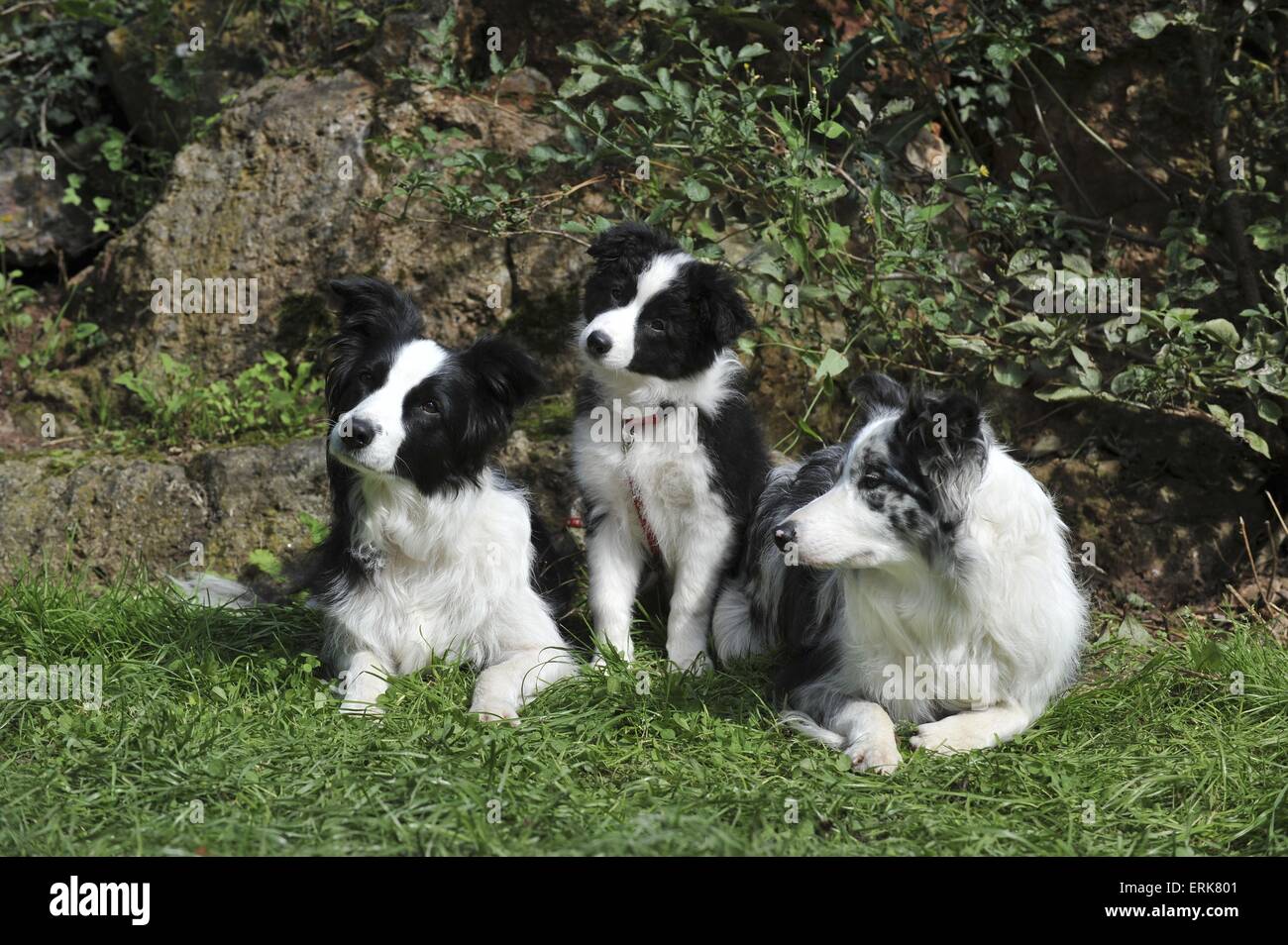 Border collie adult puppy hi-res stock photography and images - Alamy