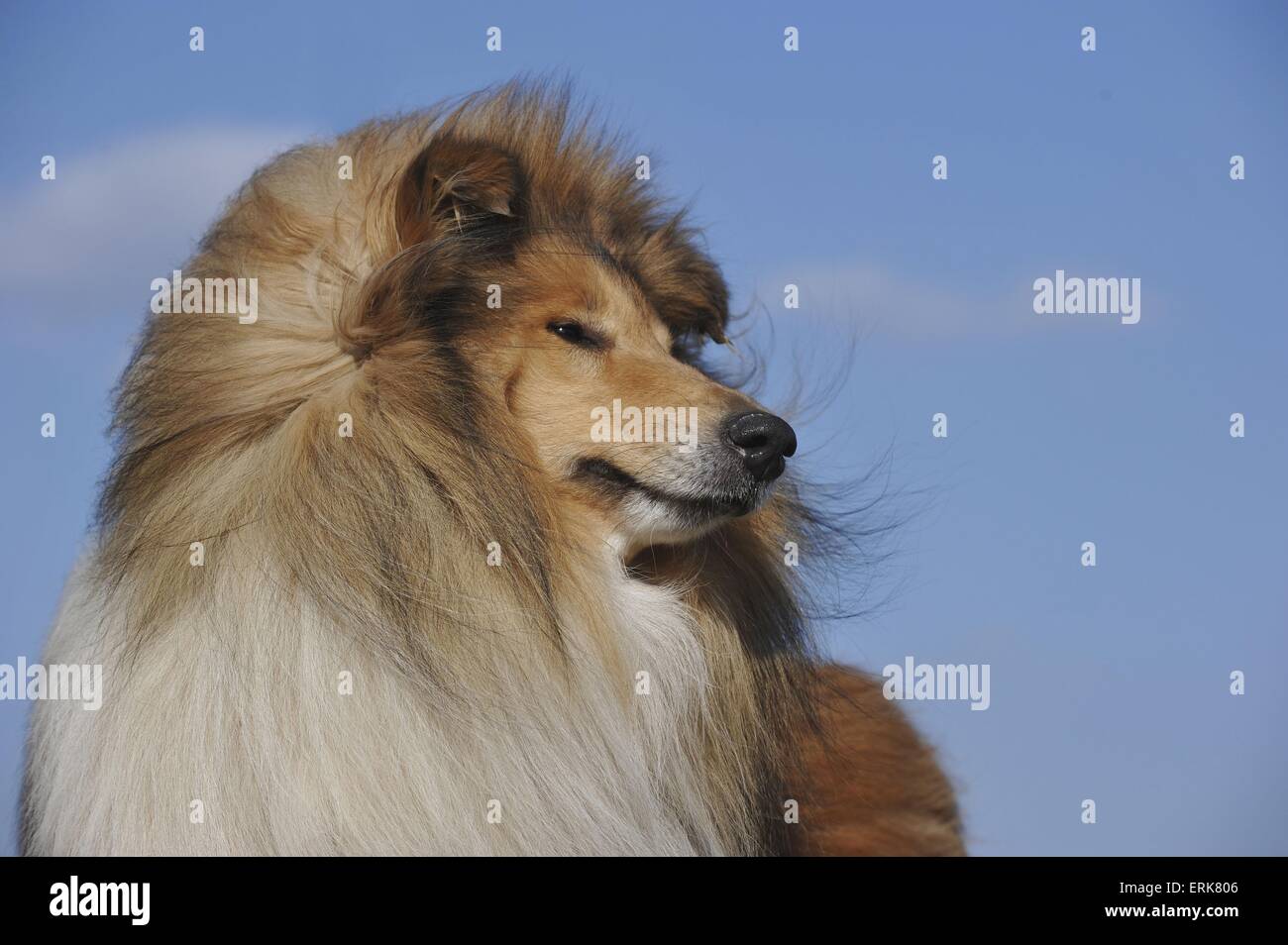 longhaired collie portrait Stock Photo - Alamy