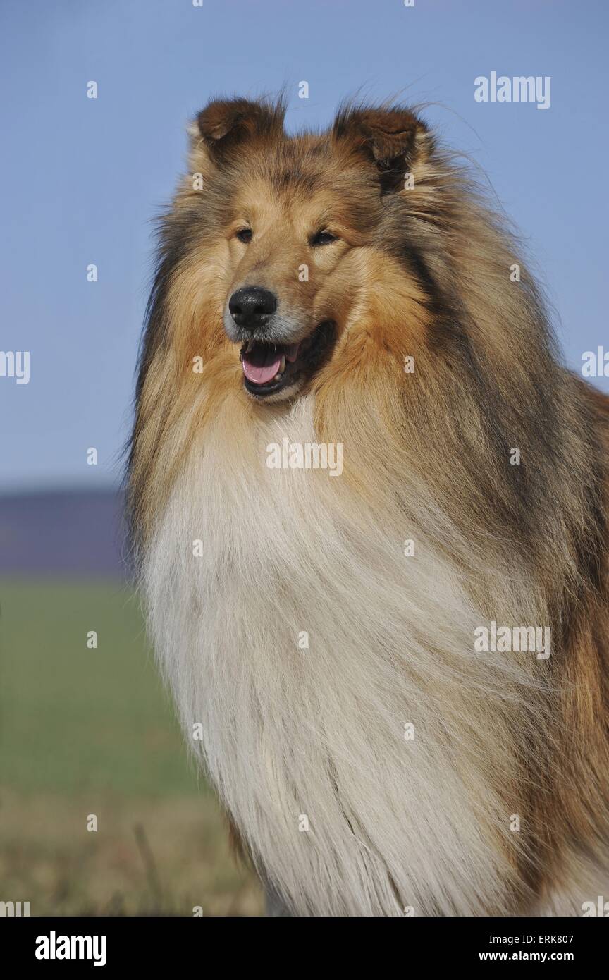longhaired collie portrait Stock Photo - Alamy