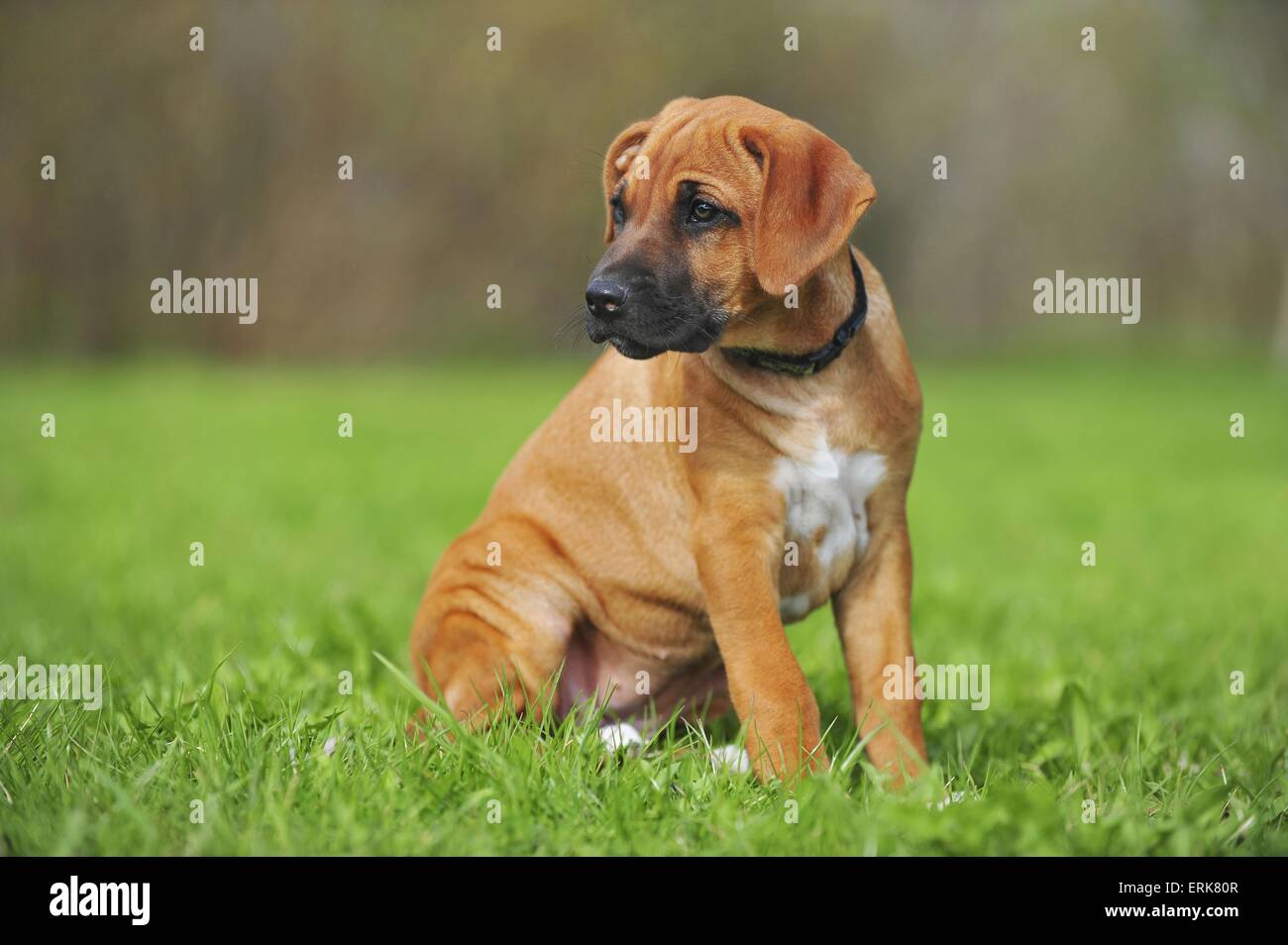 Rhodesian Ridgeback Puppy Stock Photo - Alamy