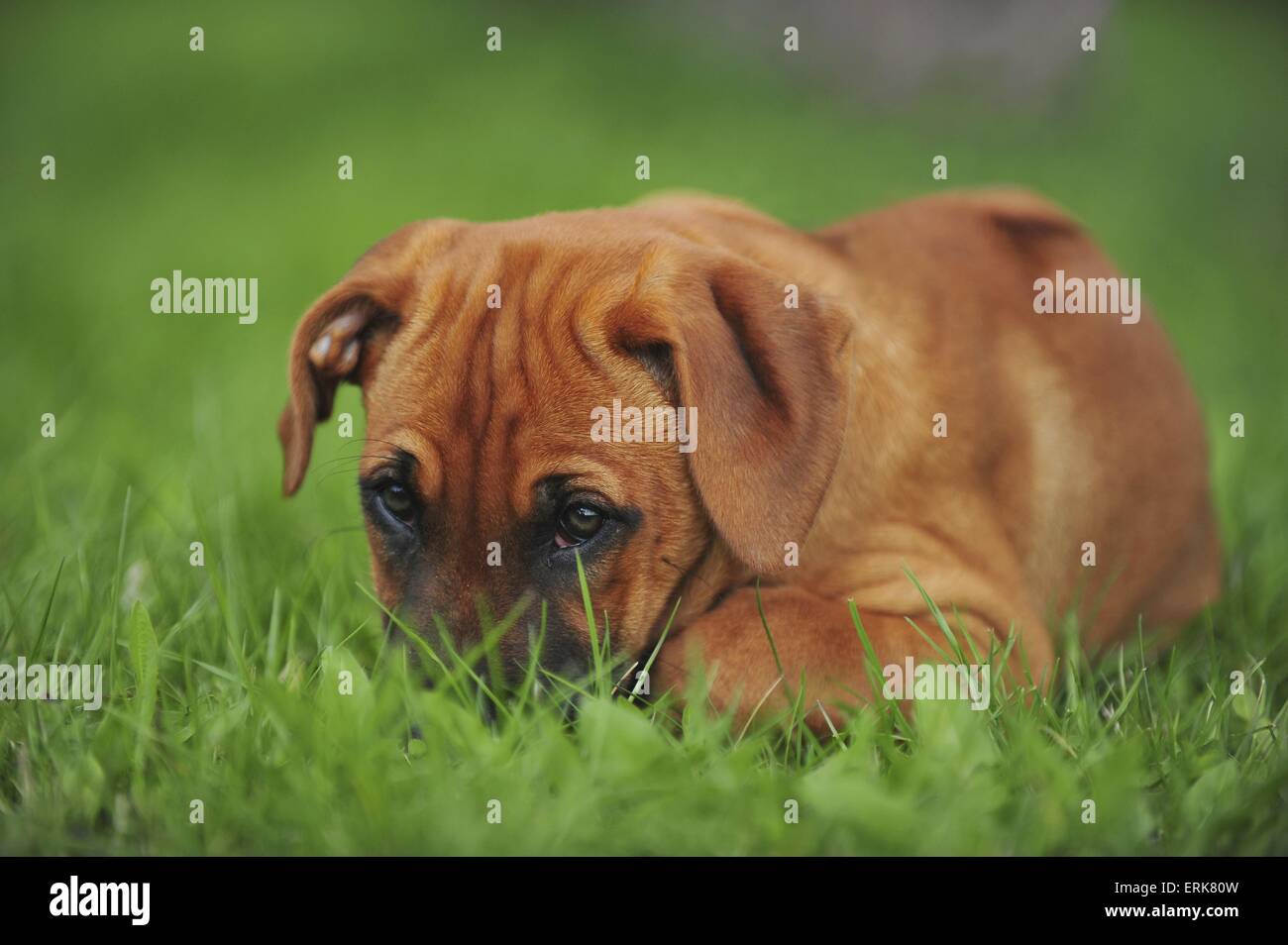 Rhodesian Ridgeback Puppy Stock Photo - Alamy