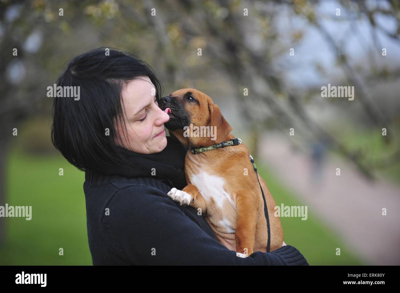 Rhodesian Ridgeback Puppy Stock Photo - Alamy