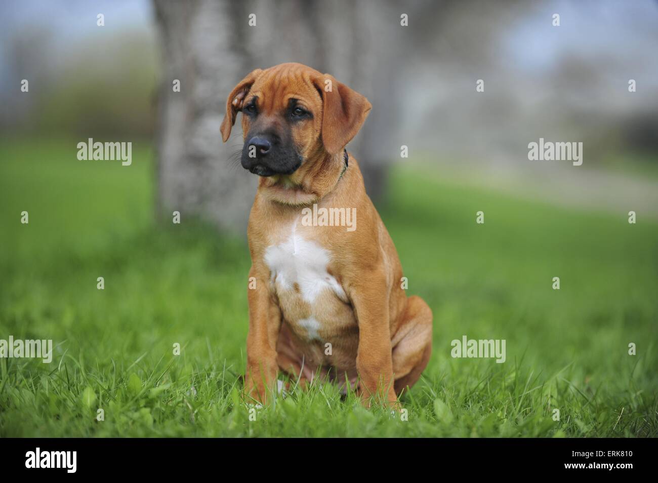 Rhodesian Ridgeback Puppy Stock Photo - Alamy