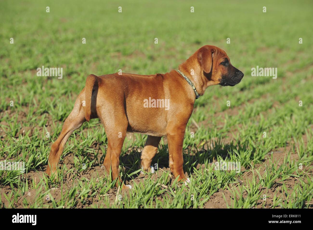 Rhodesian Ridgeback Puppy Stock Photo - Alamy
