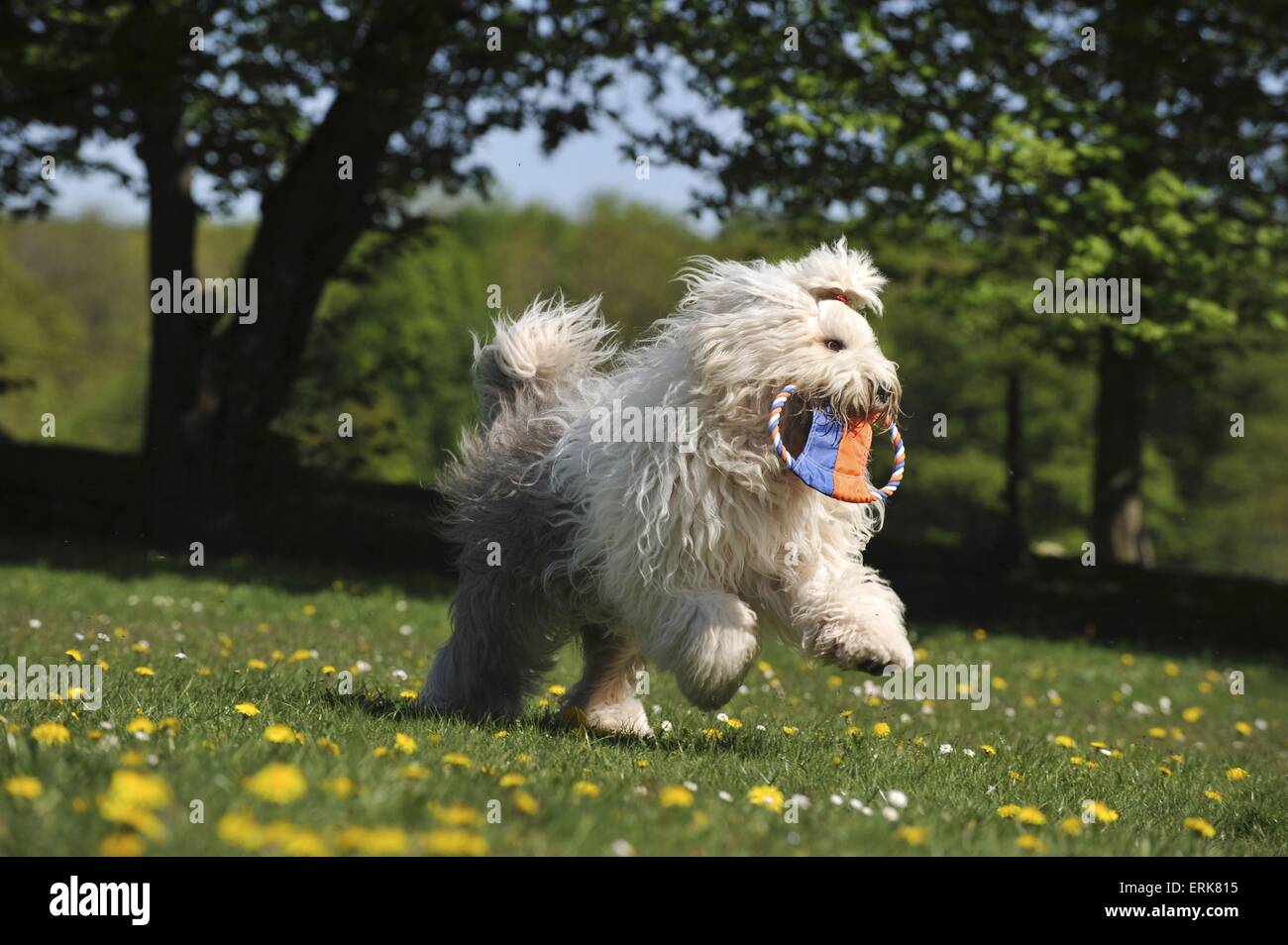 Bobtail meadow hi-res stock photography and images - Alamy