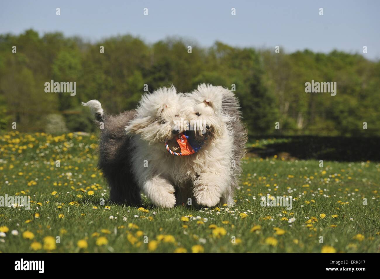 Bobtails hi-res stock photography and images - Alamy