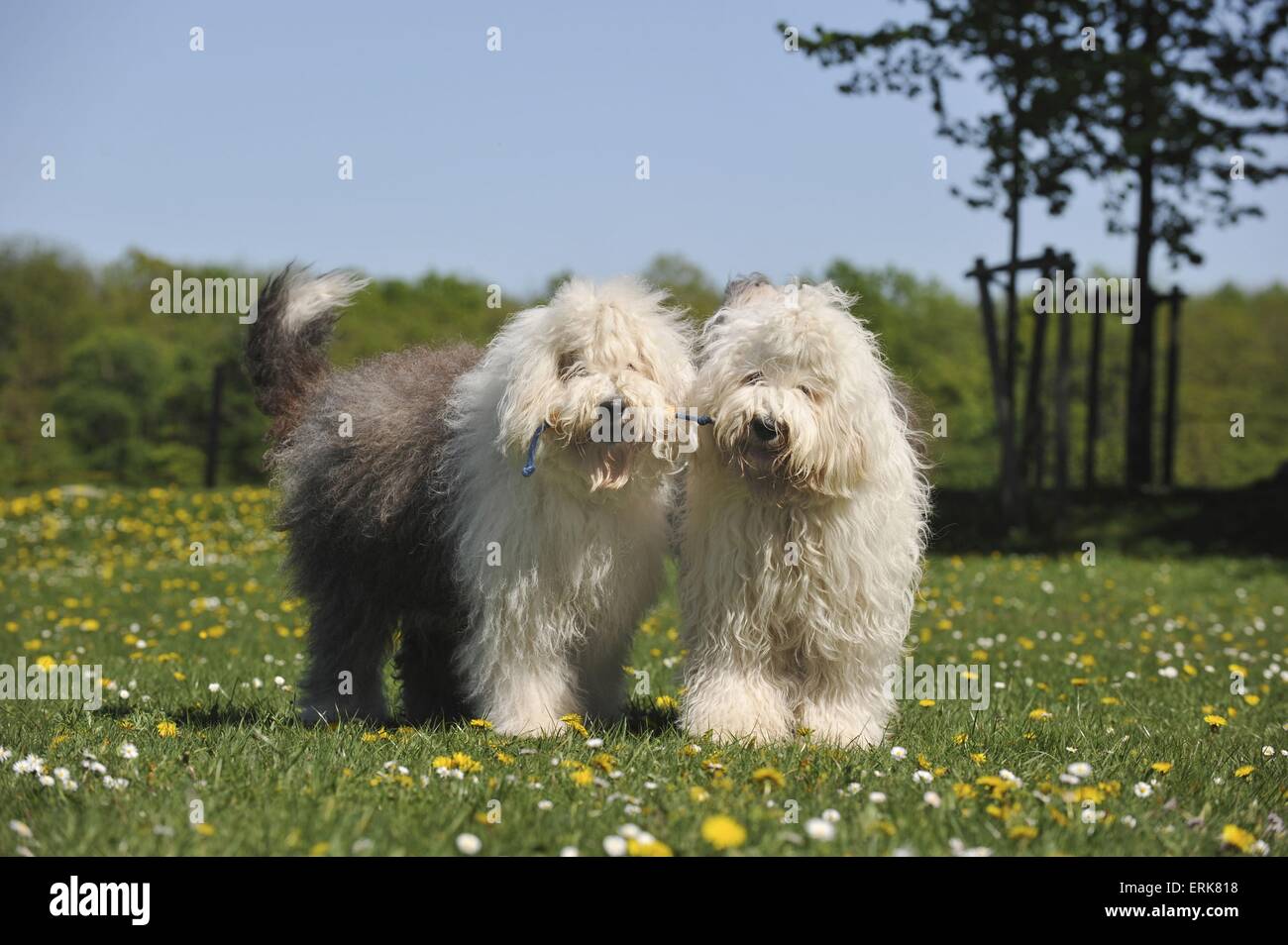 Bobtails hi-res stock photography and images - Alamy