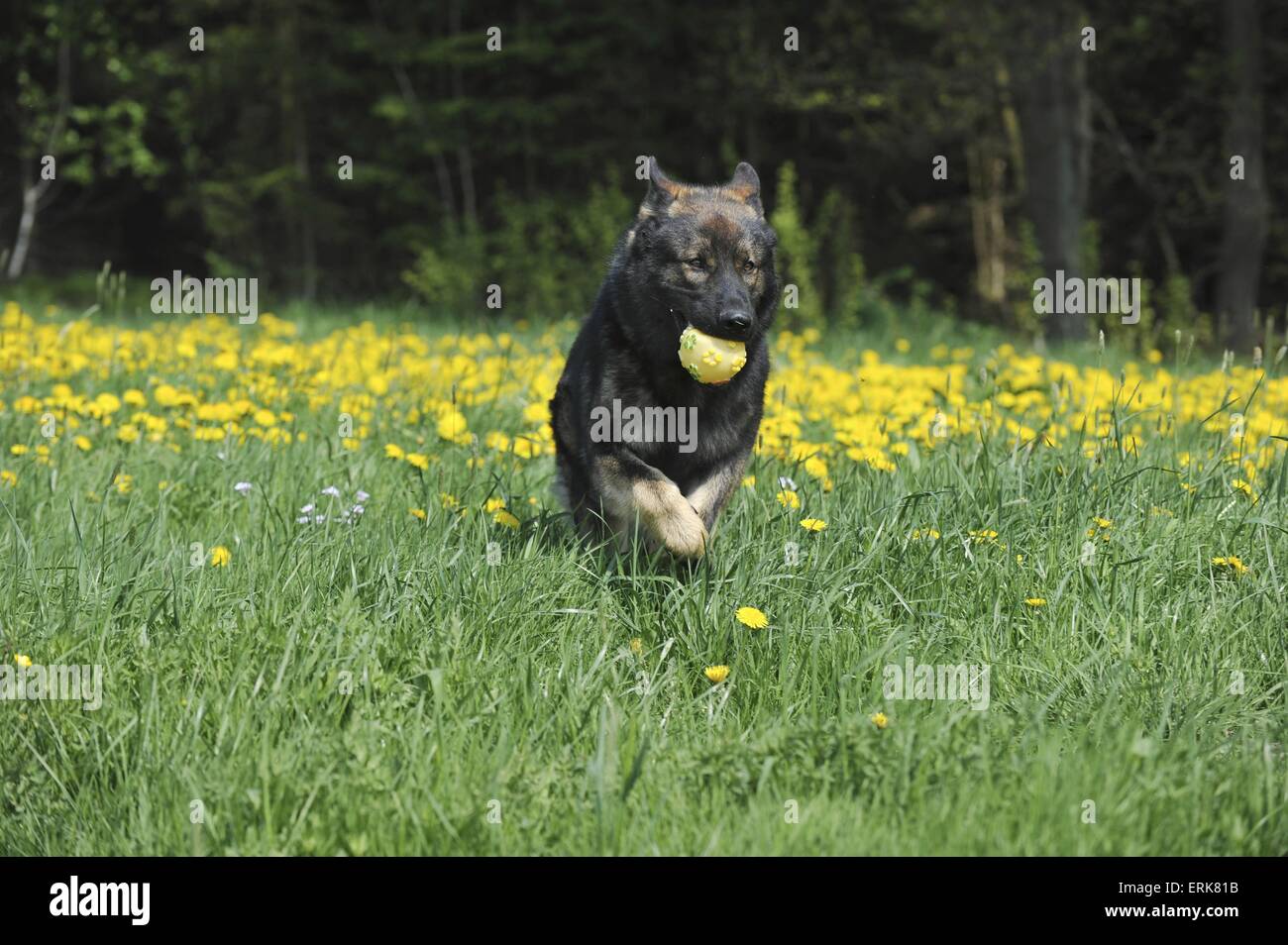 playing German Shepherd Stock Photo - Alamy