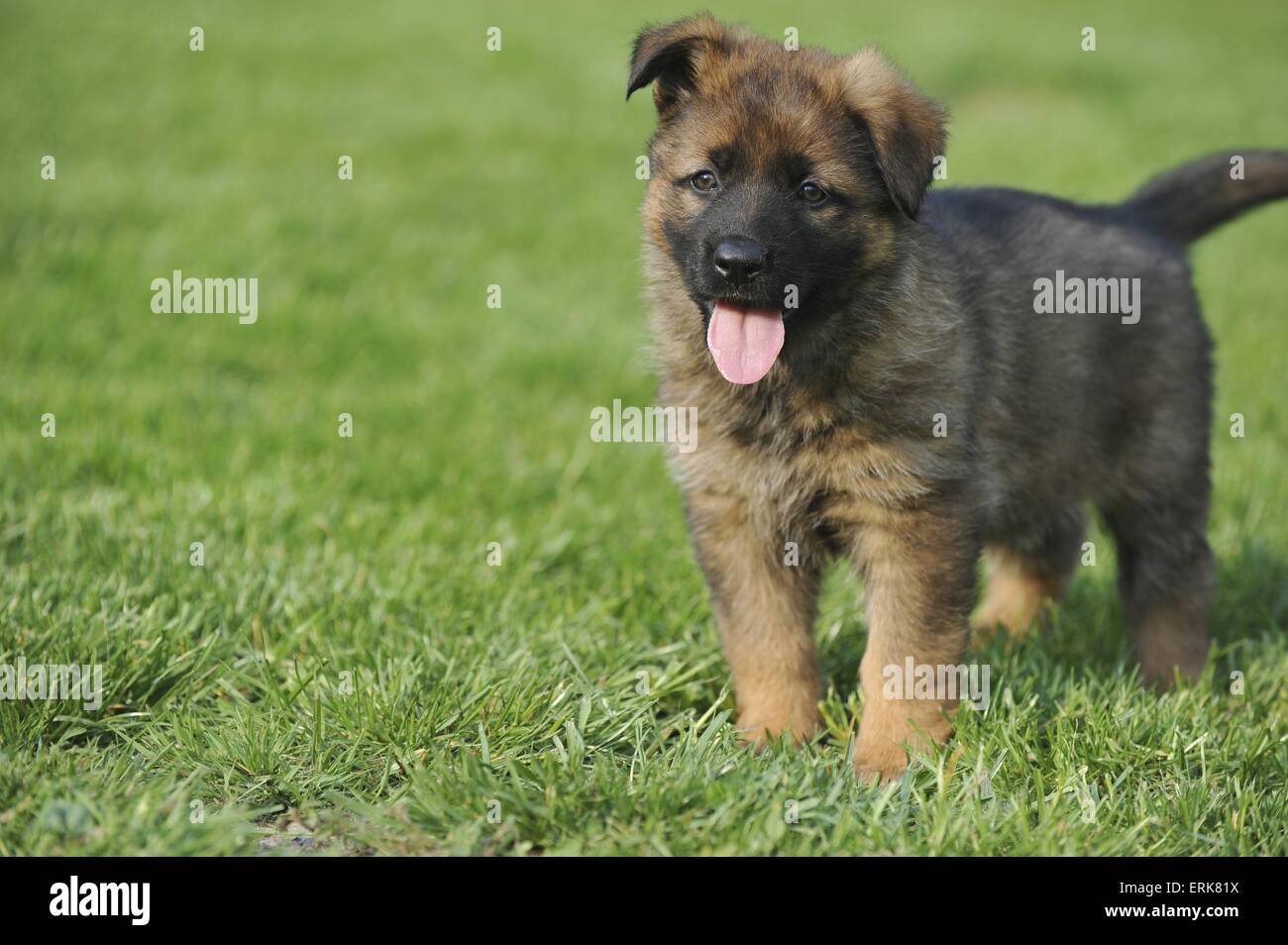 German Shepherd Puppy Stock Photo - Alamy