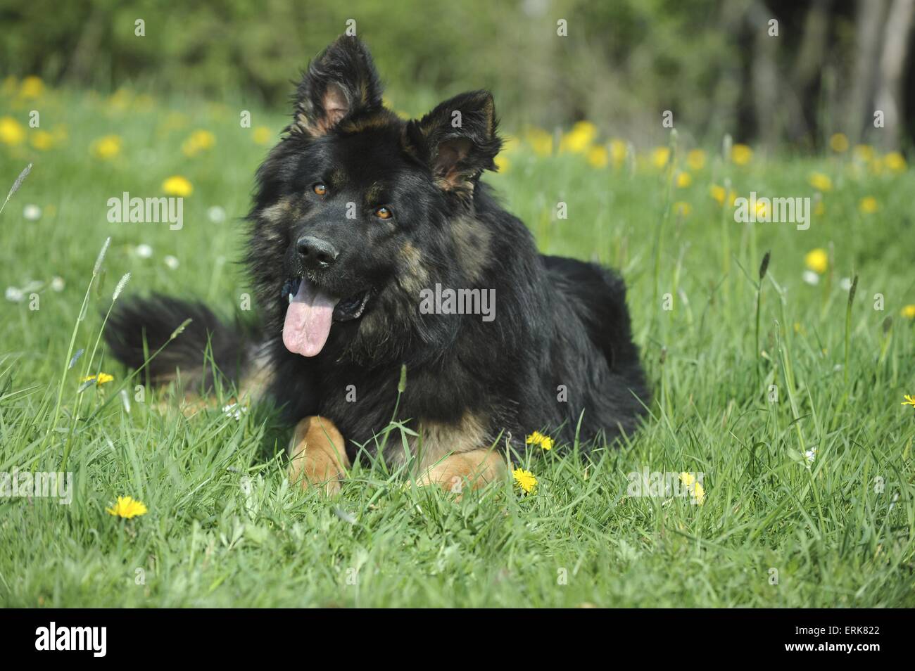 Old German Shepherd Stock Photo - Alamy