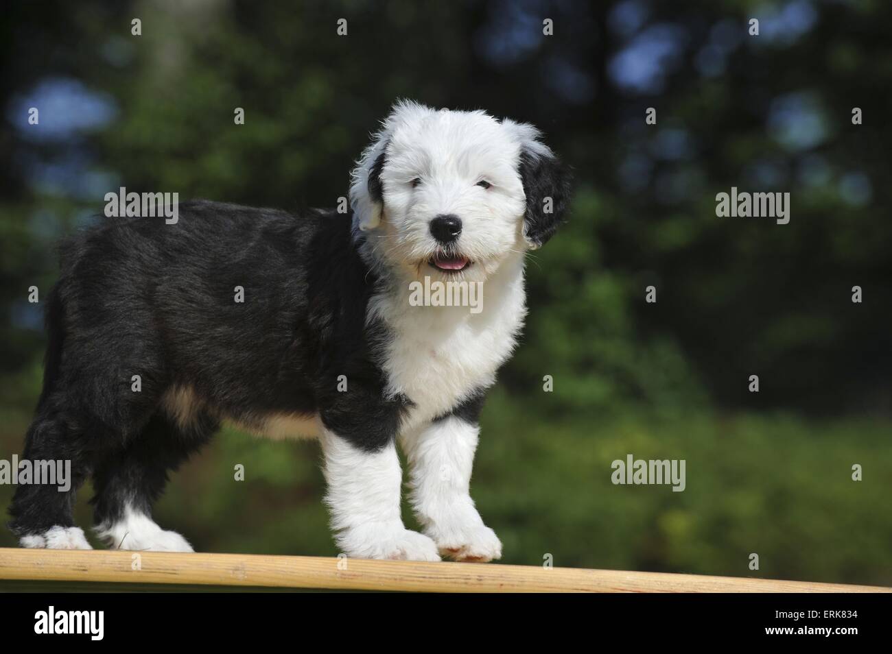 Old english sheepdog hi-res stock photography and images - Alamy