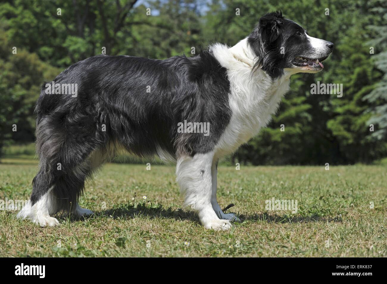 standing Border Collie Stock Photo - Alamy