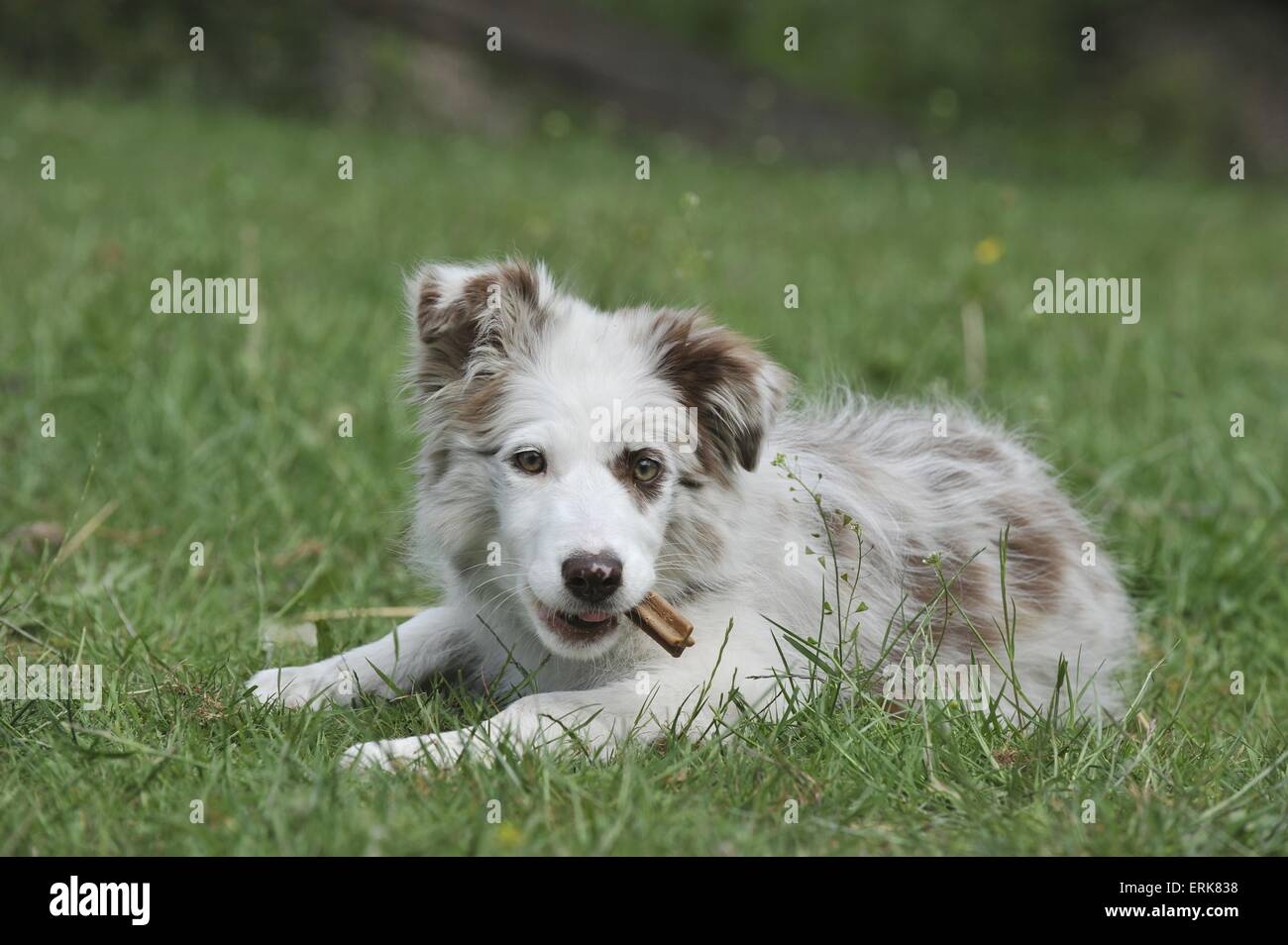 Border Collie Puppy Stock Photo - Alamy
