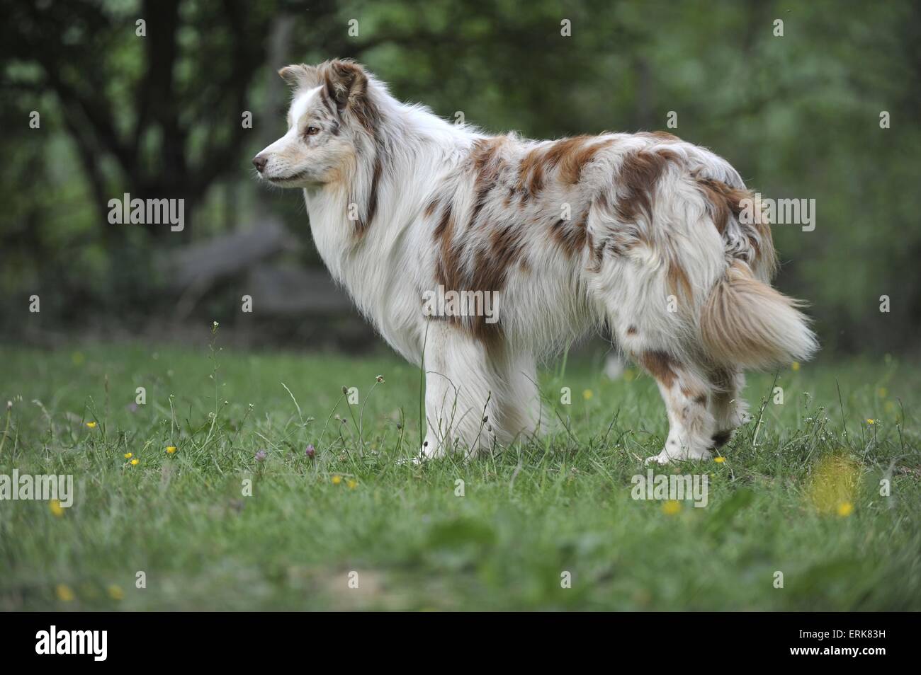 standing Border Collie Stock Photo - Alamy