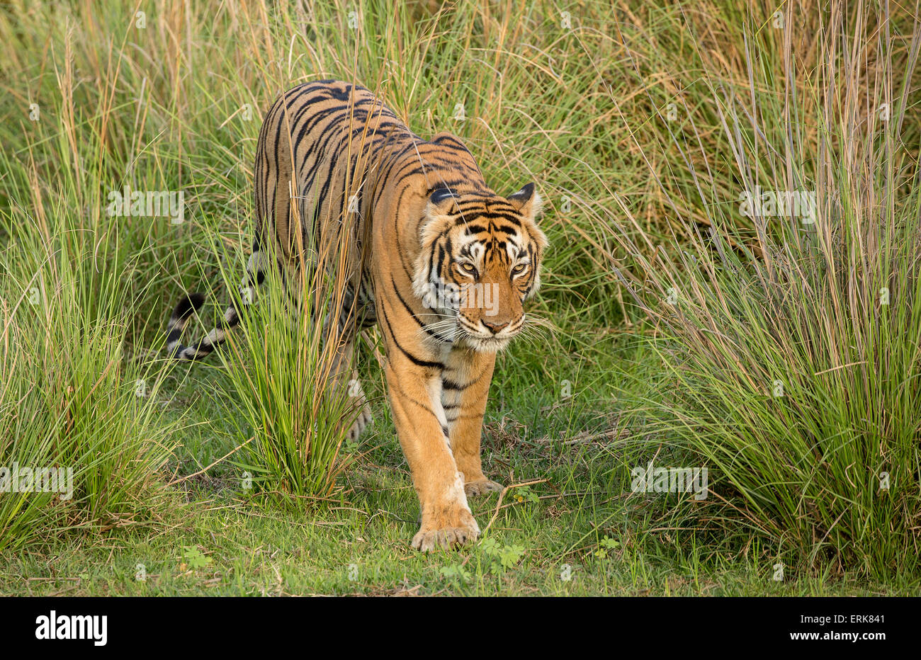 tiger walking in the bushes Stock Photo - Alamy