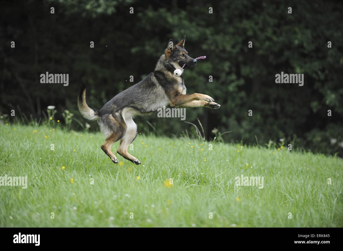 playing German Shepherd Stock Photo - Alamy