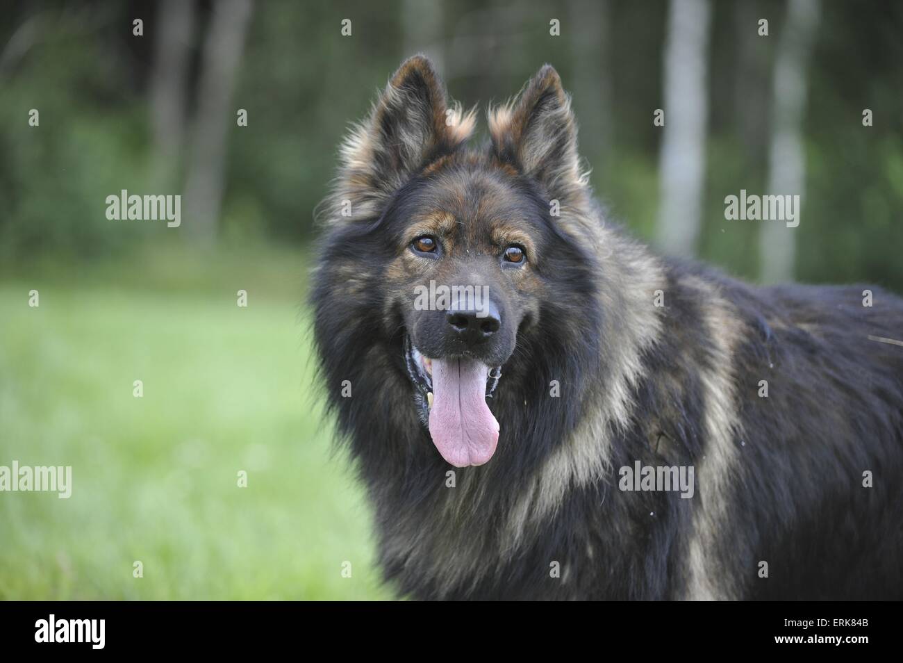 Old German Shepherd portrait Stock Photo - Alamy