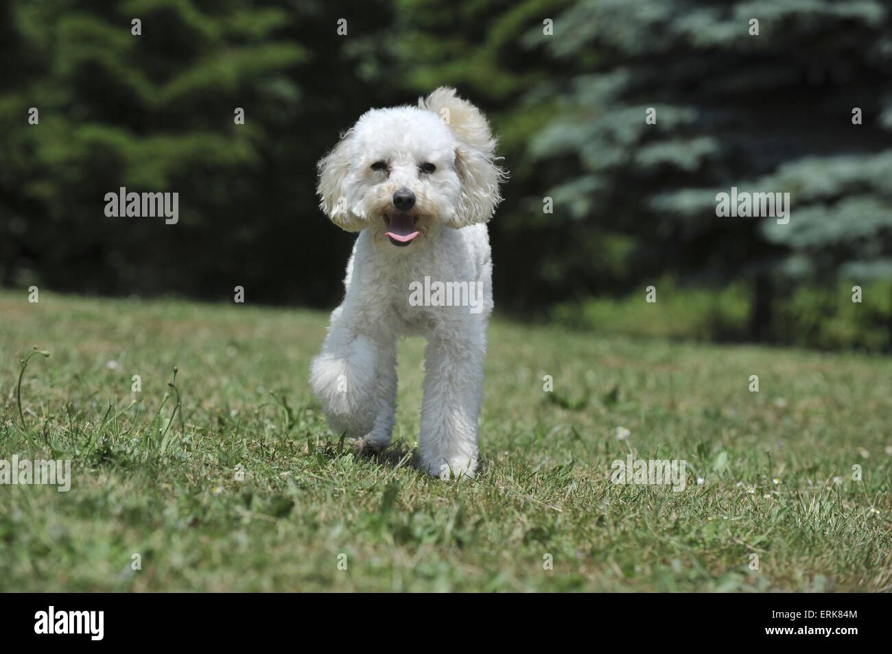 Walk Dogs High Resolution Stock Photography and Images - Alamy