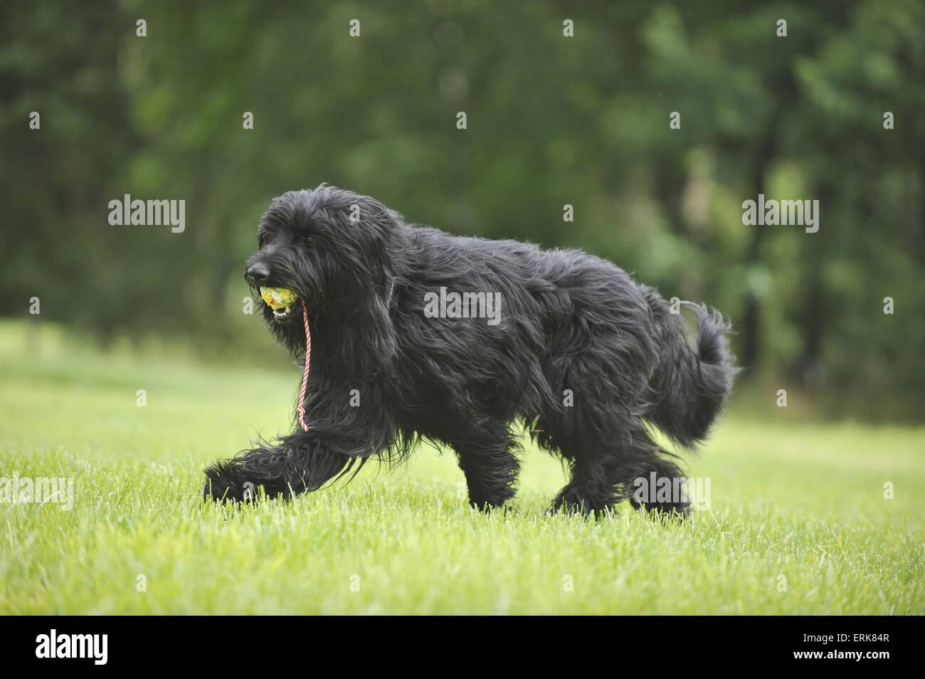 German sheeppoodle hi-res stock photography and images - Alamy