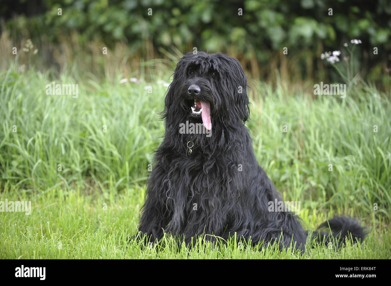 Sheeppoodles dog dogs hi-res stock photography and images - Alamy