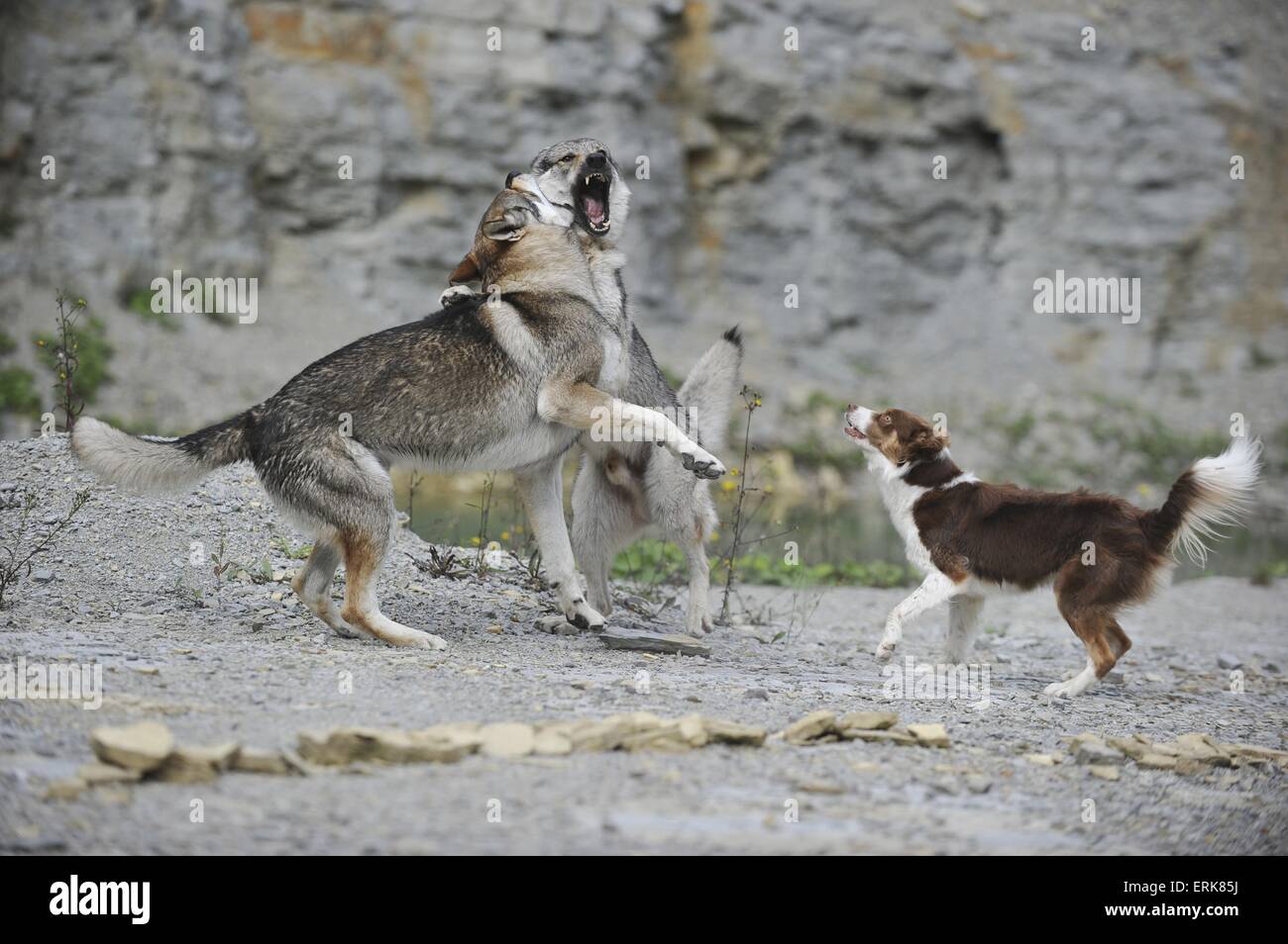 Mine dogs hi-res stock photography and images - Alamy