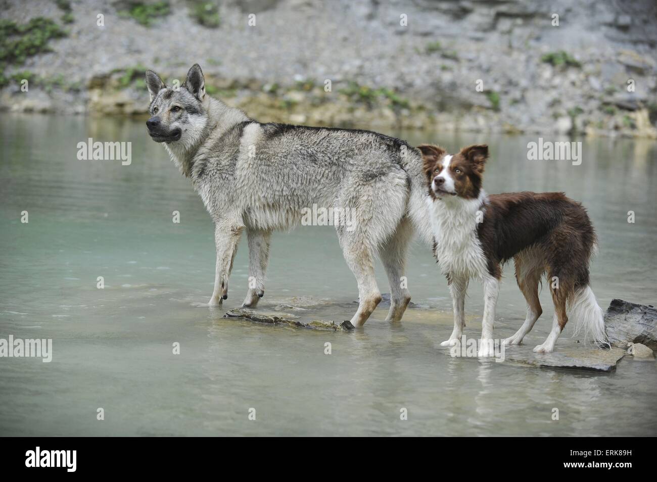 Mine dogs hi-res stock photography and images - Alamy