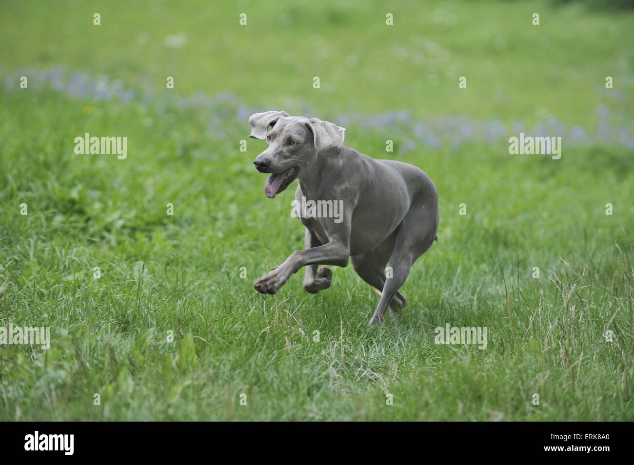 running shorthaired Weimaraner Stock Photo - Alamy