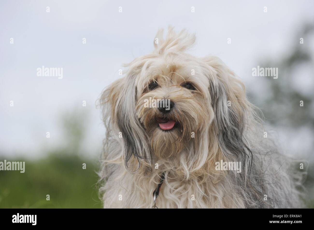 Bolonka zwetna Portrait Stock Photo - Alamy