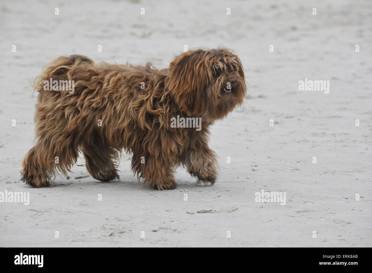 walking Bolonka zwetna Stock Photo - Alamy