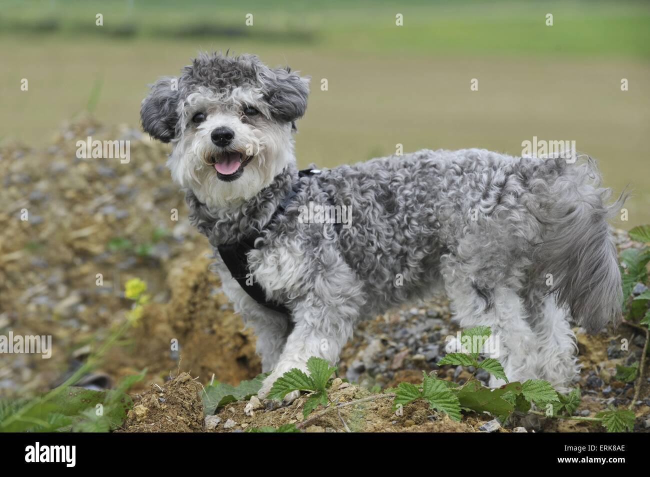 Bolonka adult standing hi-res stock photography and images - Alamy